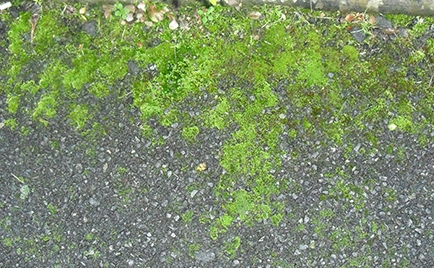 Moss a problem for you? - Cheltenham SurfacingCheltenham Surfacing